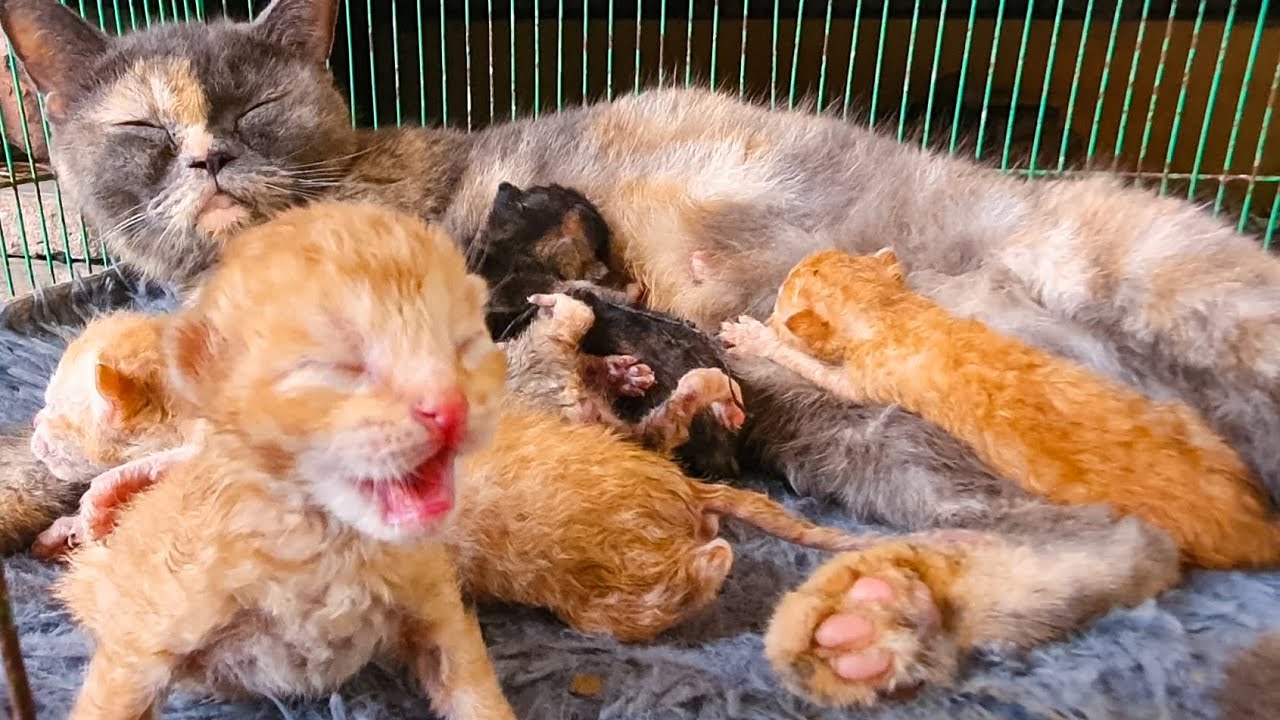 Cutie Newborn Baby Cats - YouTube