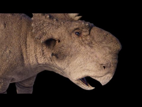 Pachyrhinosaurus Sound Effects