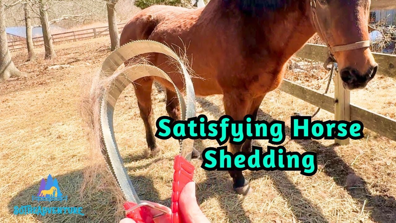Horse Shedding Winter Coat | Oddly Satisfying De-Shedding | Horse ...