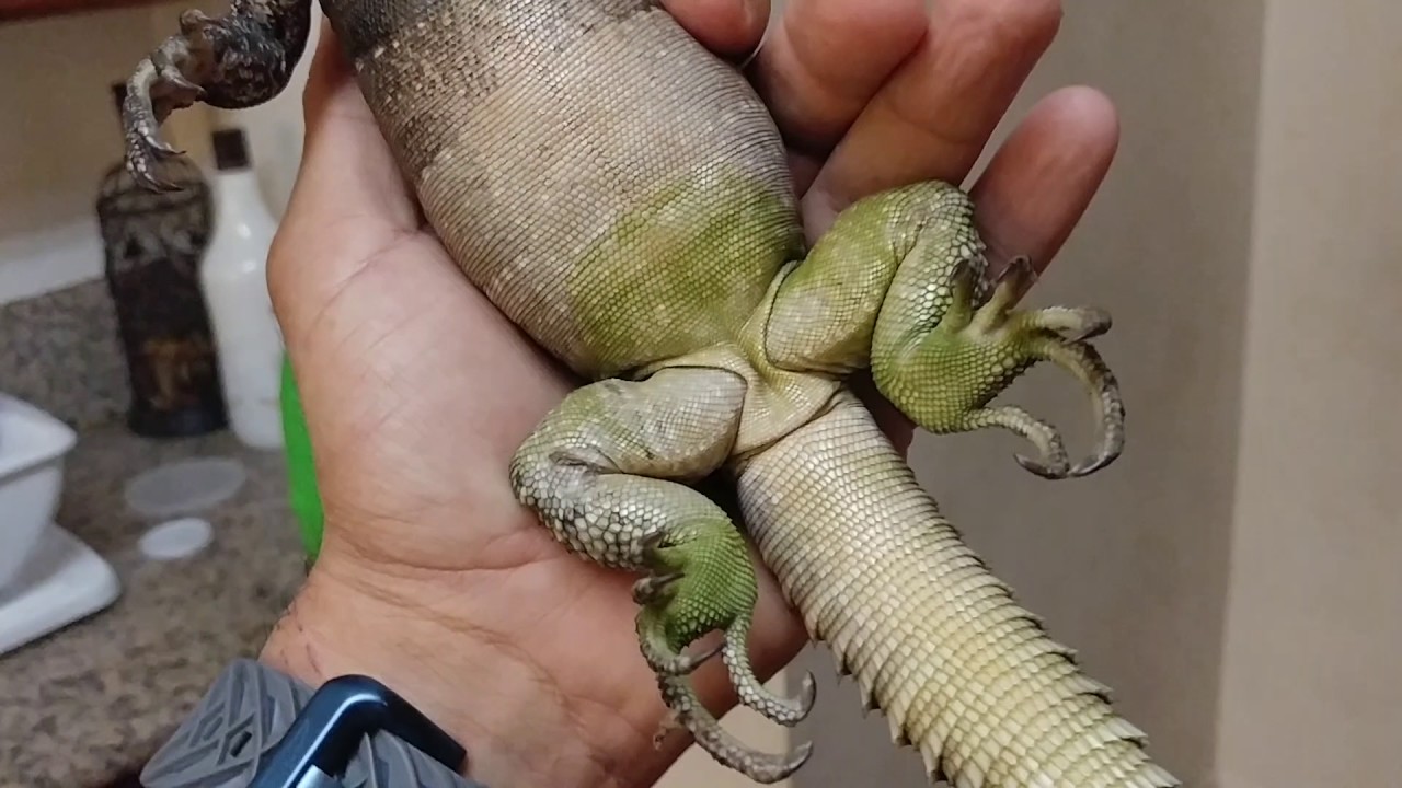 Female Ctenosaurus Melanosterna - YouTube