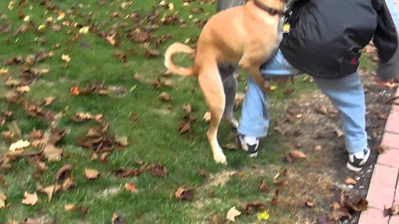 DOG rape - YouTube