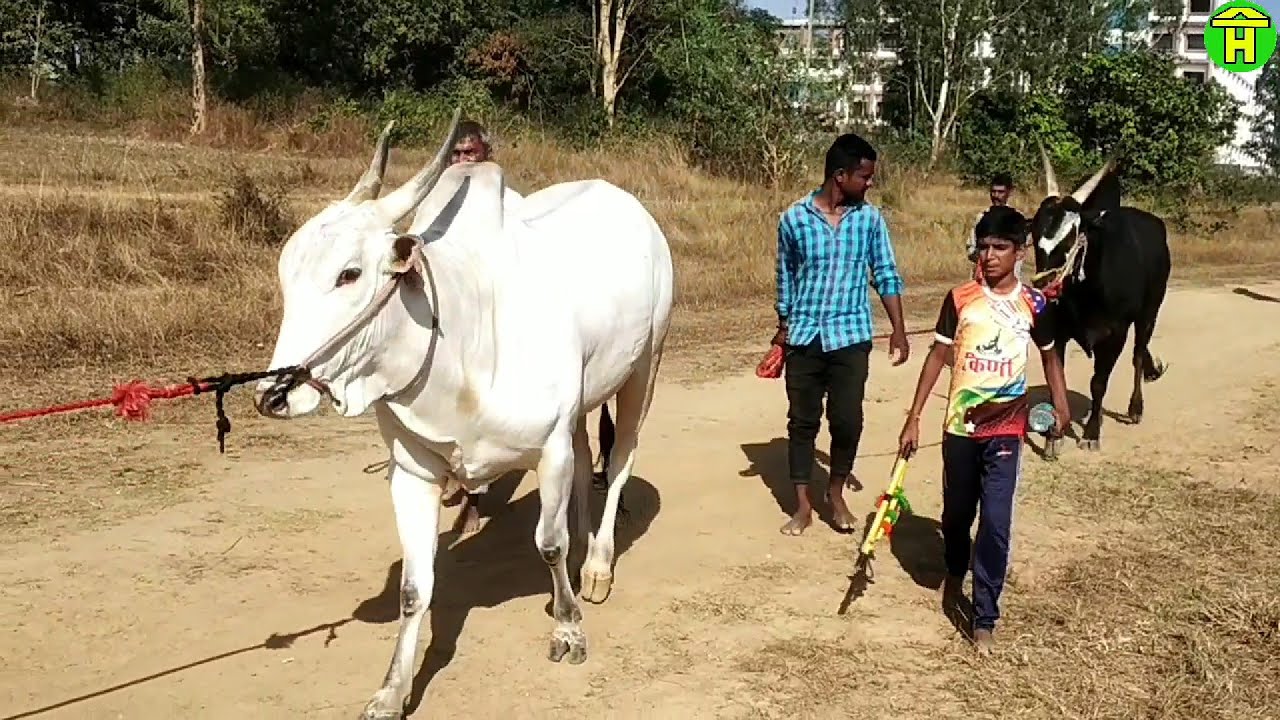 || Aggressive Black and White Khillar Bulls Running in Bullock cart ...