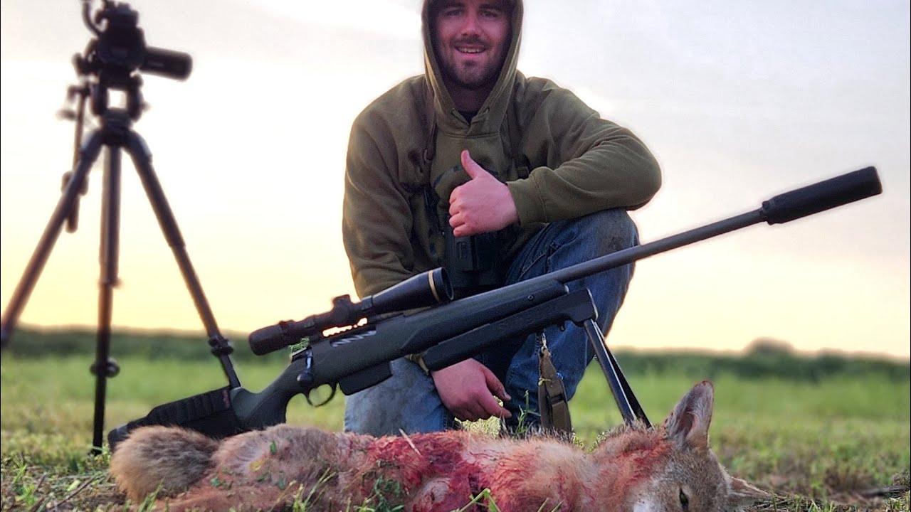 Coyote Hunting - Sunrise coyote stand behind the barn yard - YouTube
