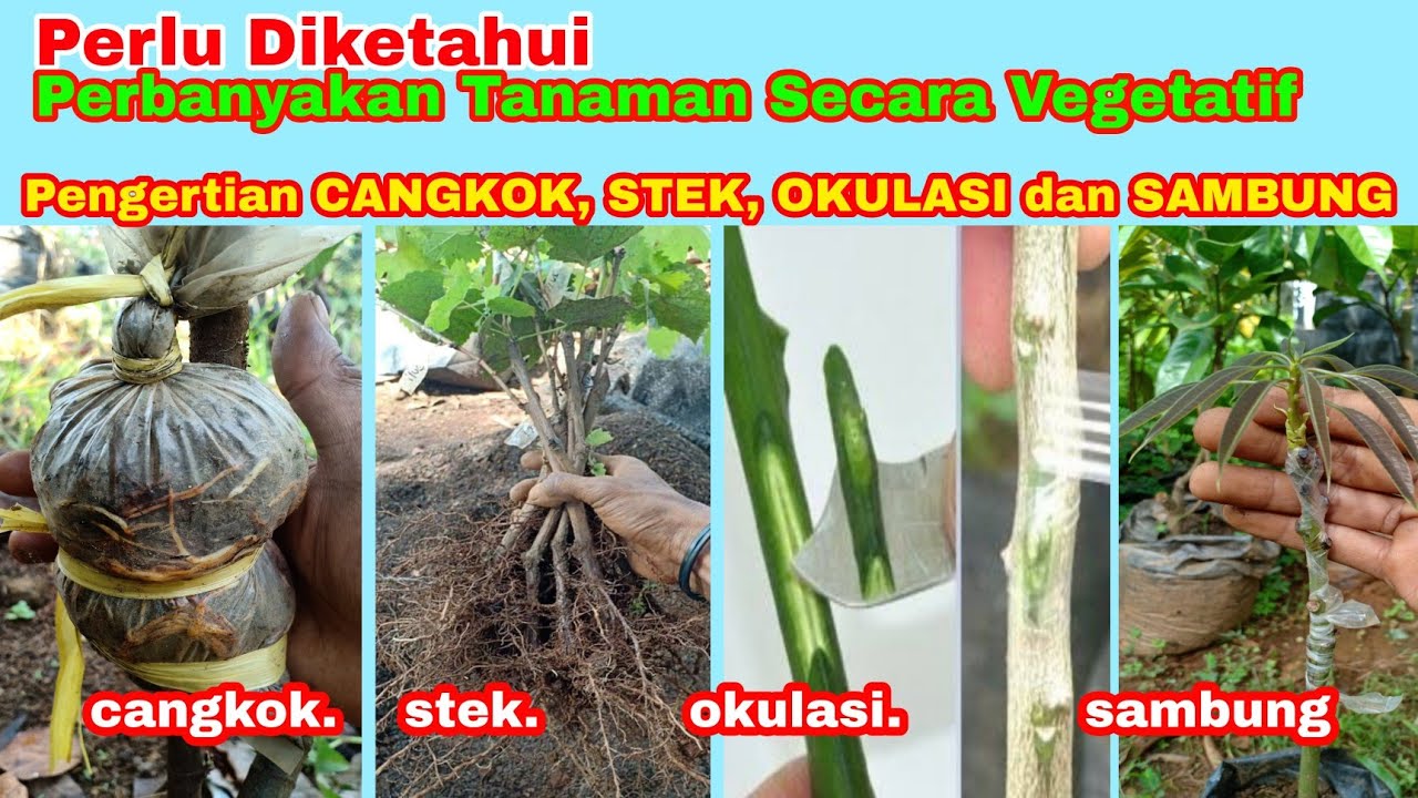 Perlu Diketahui, Inilah Pengertian Tentang CANGKOK, STEK,OKULASI, dan ...