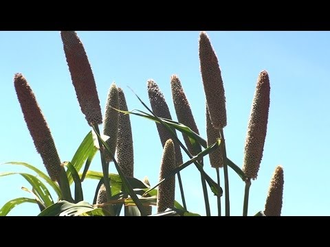 MINOR MILLETS VARIETIES - YouTube