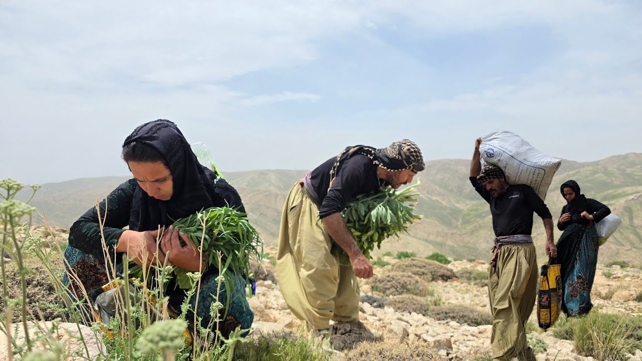 " How Iranian Villagers Harvest Ancient Medicinal Plants? | Village ...