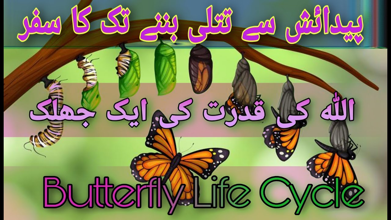 Titli ki Pedaish | Butterfly life cycle | Butterfly Egg to Adulthood ...