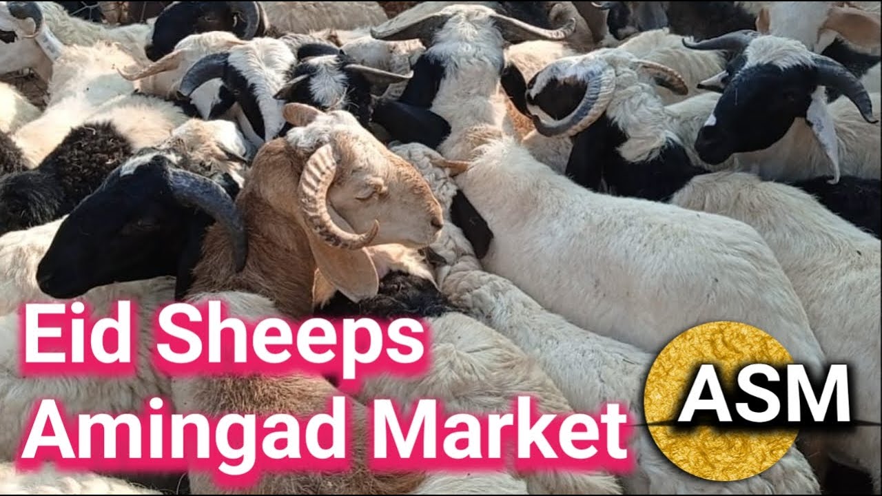 Episode -113| Lambs Market Amingad Market, Bagalkot District, Karnataka ...