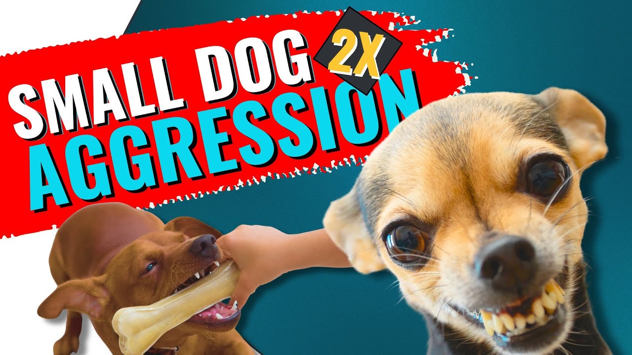 What's Behind the Fierce Behavior of Small Dogs? - YouTube