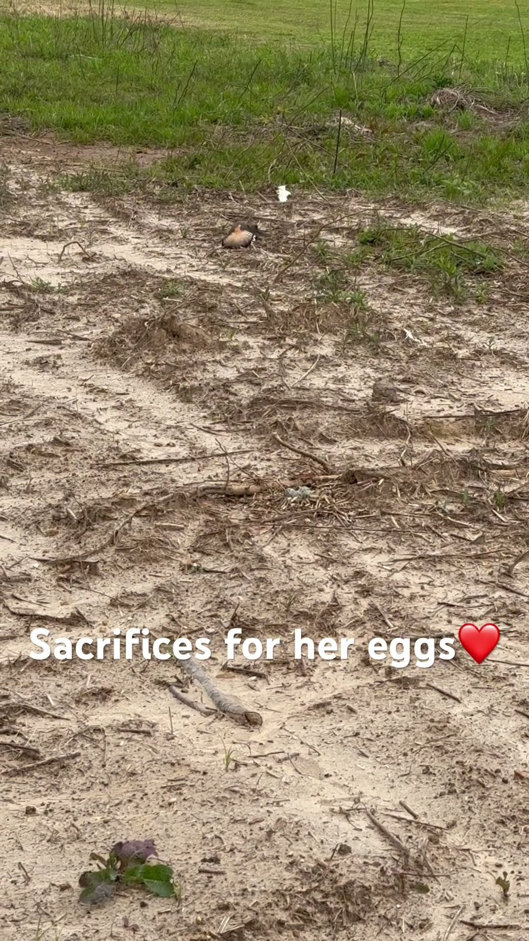 #survey #surveying #birds #kildy #explore #nature #work - YouTube