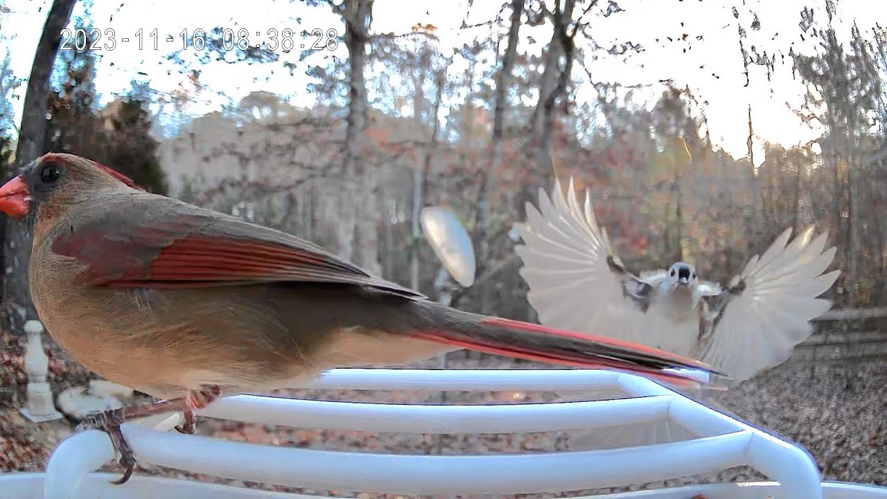 Cardinal Fights Wasp AGAIN Birds Share & Scare for Access to 2 Bird ...
