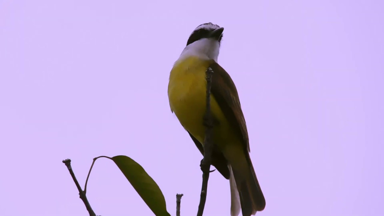 Pitogue o Bienteveo, (Pitangus sulphuratus) - YouTube