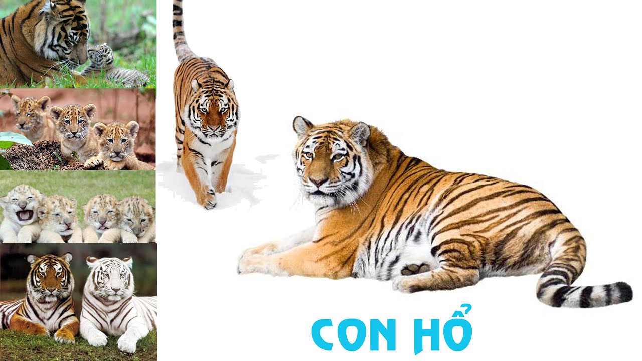 Tiếng kêu động vật HÌNH ẢNH VÀ TIẾNG KÊU CỦA CON HỔ Sounds and image of ...