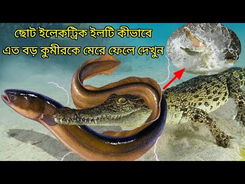 Crocodile killed by electric eel/Electric eel attacks crocodile/Electric eel vs crocodile/Eel ...