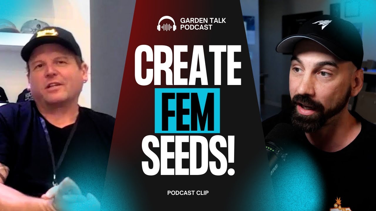 How to Make Feminized Seeds (As Taught by a Pro Breeder) - YouTube