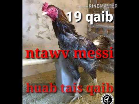 Qaib sib ncaws ( qaib huab tais *ntawv messi*) qaib keej nyab laj teb 19 qaib. - YouTube