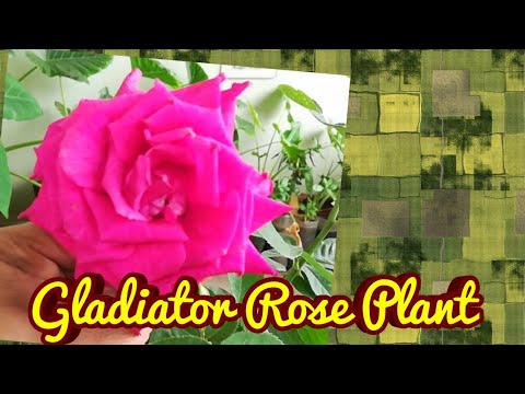 यह गुलाब का पौधा देगा बड़े गुलाब, Gladiator Rose plant BIG FLOWER - YouTube