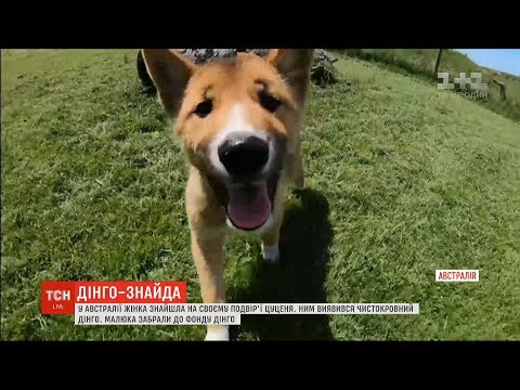 Жителька австралійського штату Вікторія знайшла на своєму подвір'ї унікального пса породи Дінго