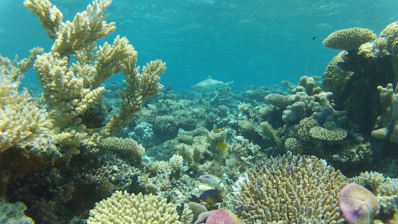 VIrtual aquarium / fish tank - stationary shot of a coral reef on ...