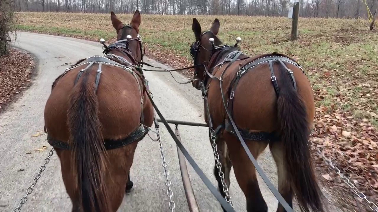 Percheron cross draft mule team. Buck and bob. Amazing team for any ...