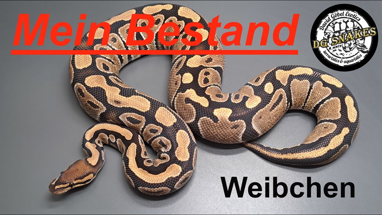 Meine Königspython Weibchen - (Python Regius / Ballpython) - YouTube