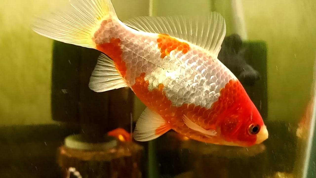4-in feeder goldfish - YouTube
