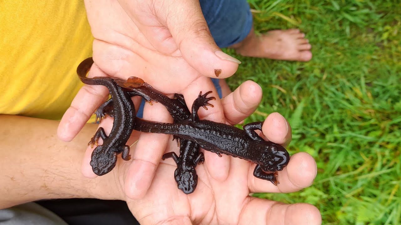 Catching Rare/Endangered Salamander In Darjeeling.😄 - YouTube