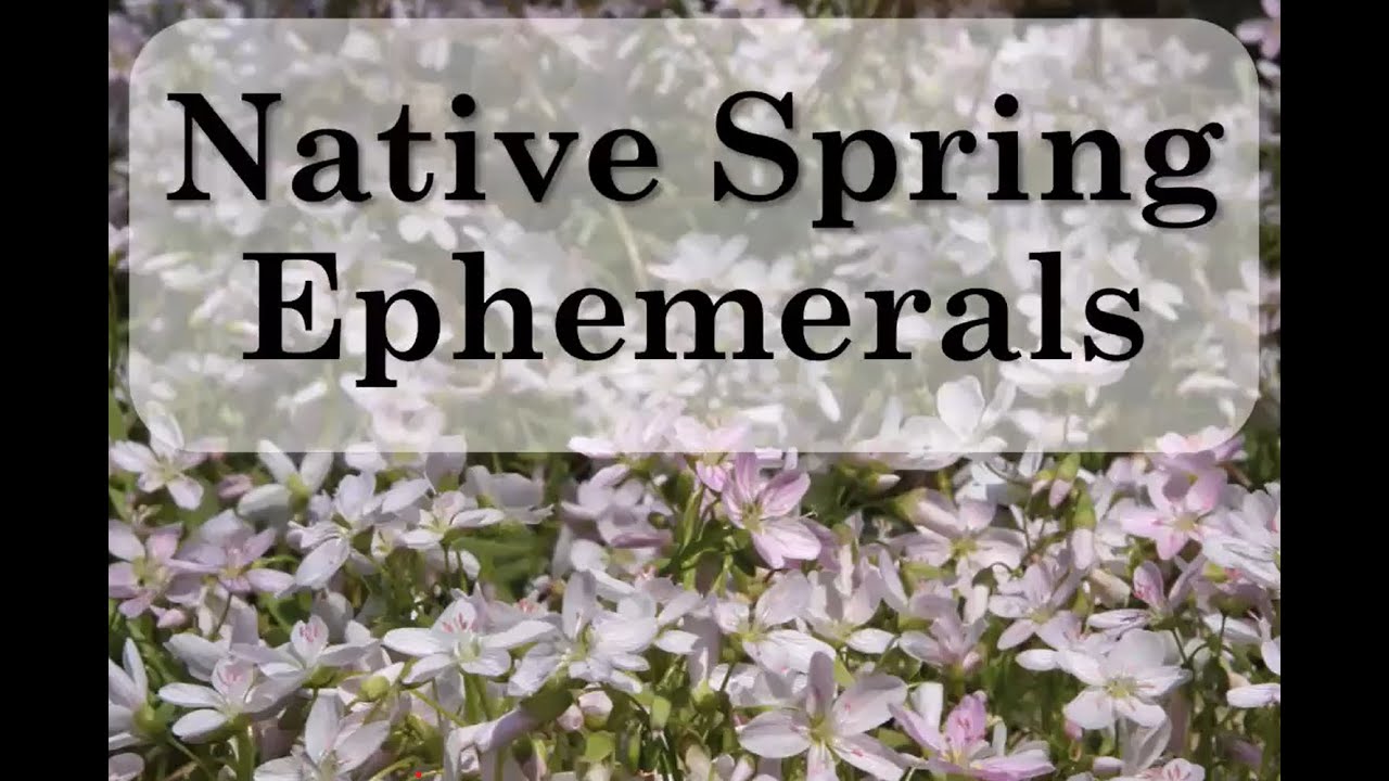 Native Spring Ephemerals - YouTube