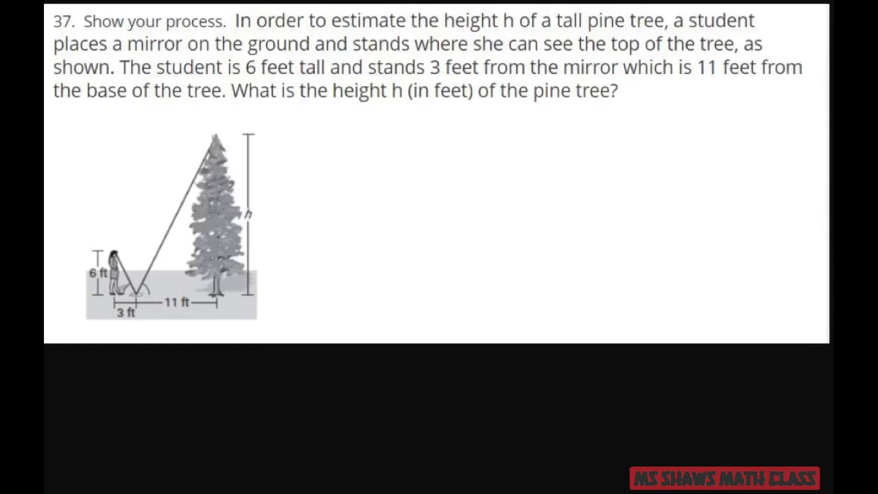 Find The Height Of A Pine Tree Using Proportional Reasoning YouTube find-the-height-of-a-pine-tree-using-proportional-reasoning-youtube