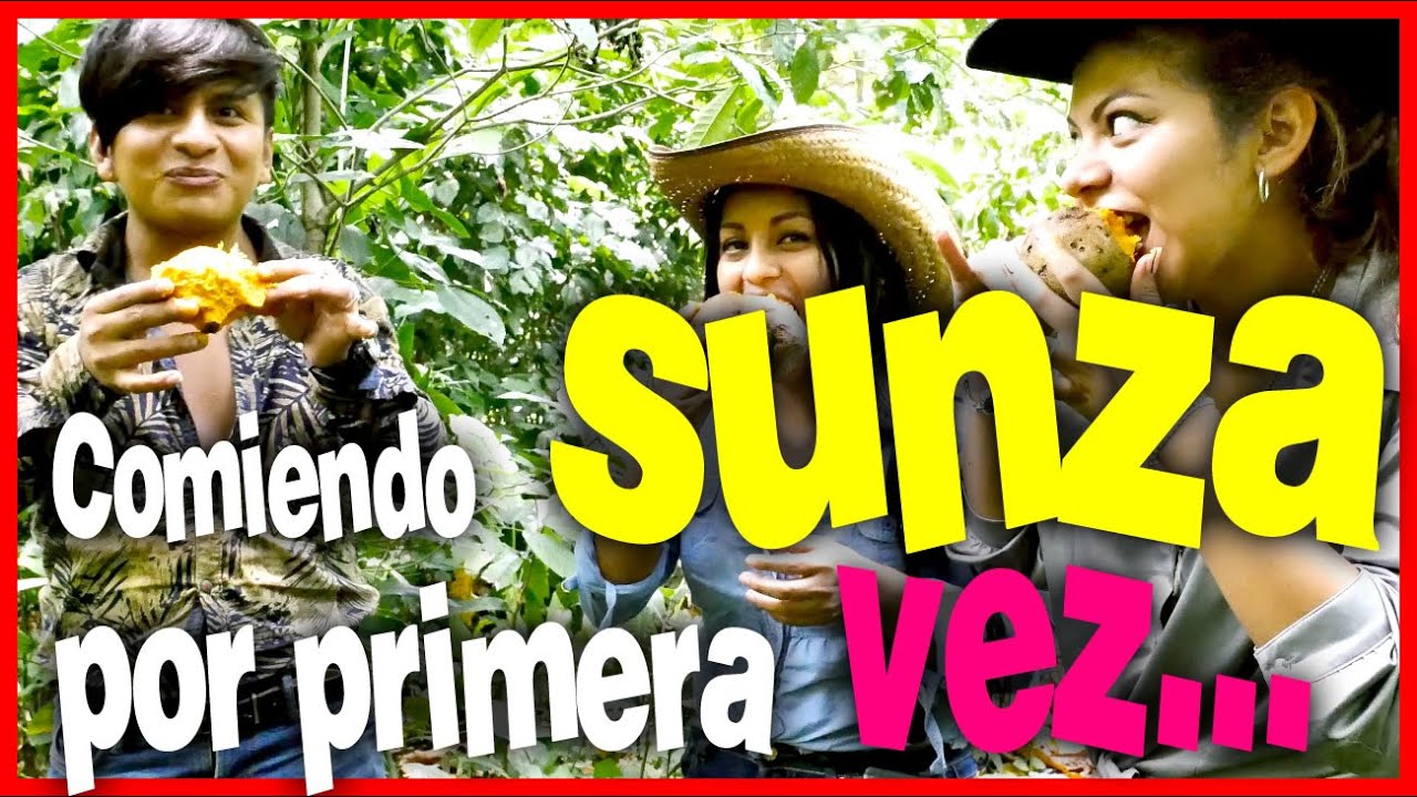 Sunza -ZAPOTE AMARILLO (Licania platypus) - YouTube