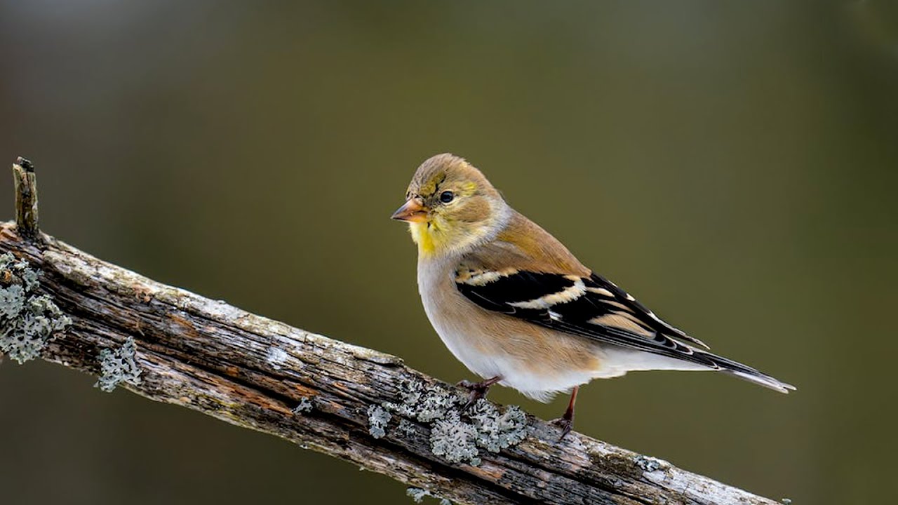 Soothing healing music for health and calming the nervous system, deep ...