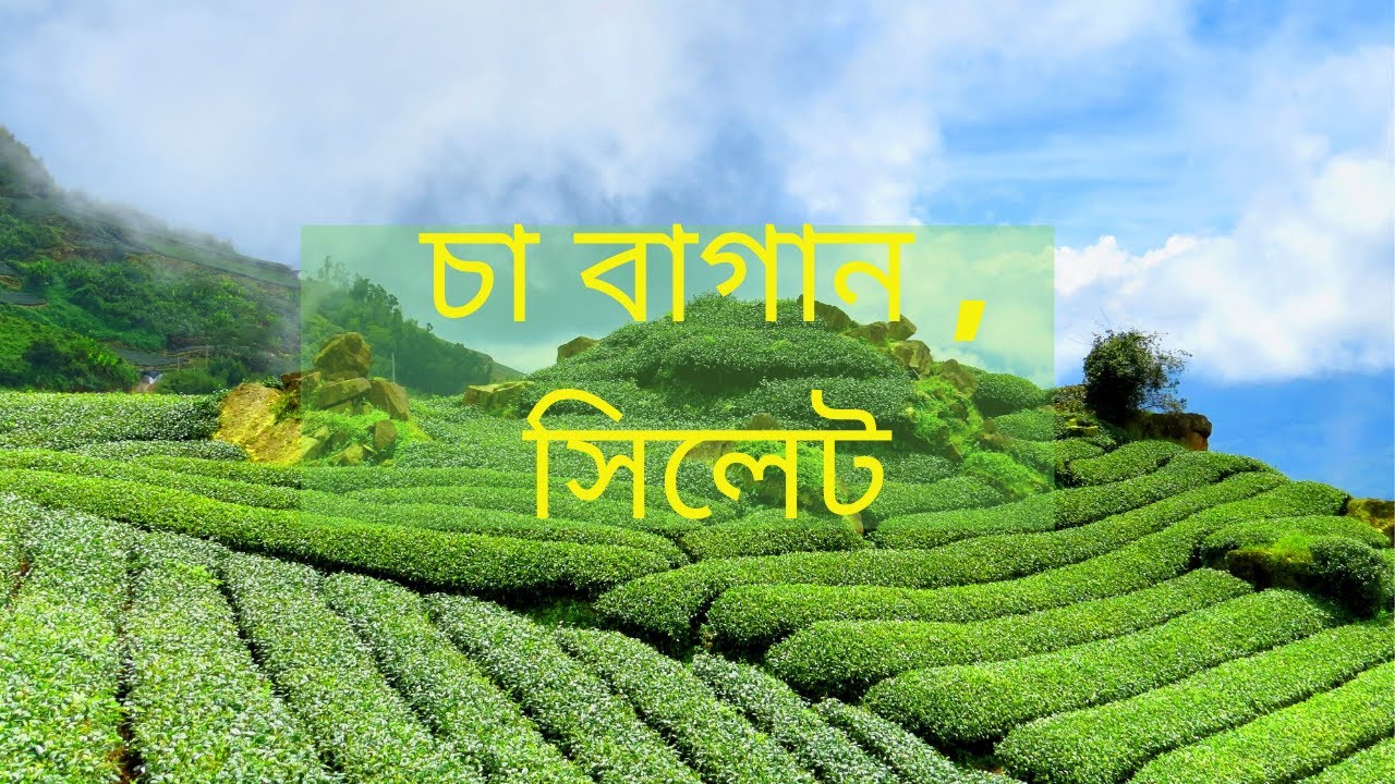 tea garden sylhet || tea garden in bangladesh || sylhet ca bagan || চা ...