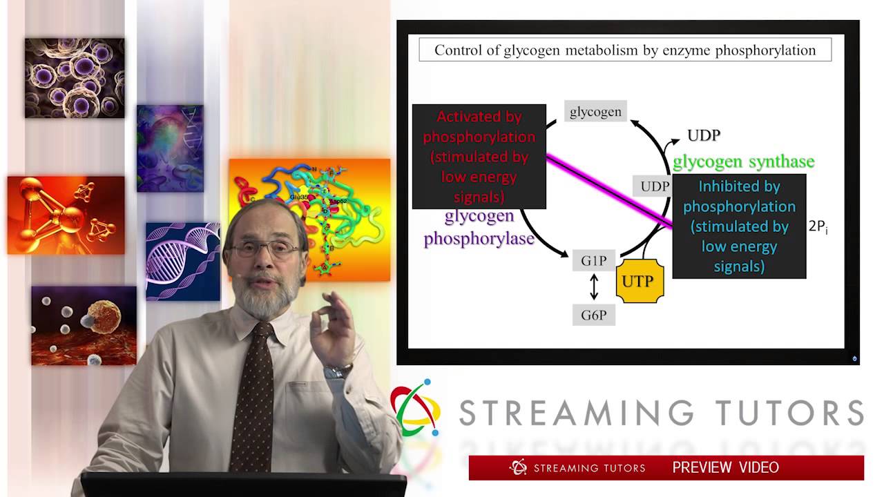 Biochemistry Intergration of Metabolism 1 tutorial - YouTube
