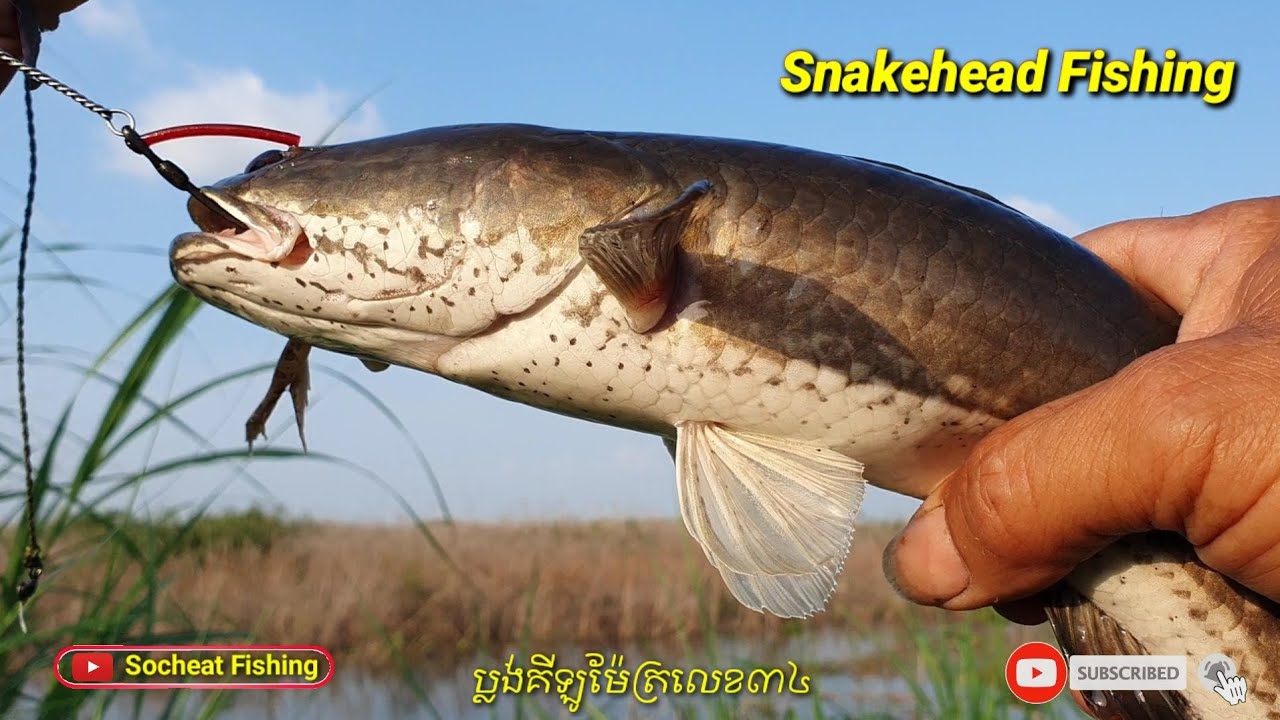 ខាំច្រើនដដែល - Snakehead fly fishing 🎣 - Best hook fishing 🎣 ...
