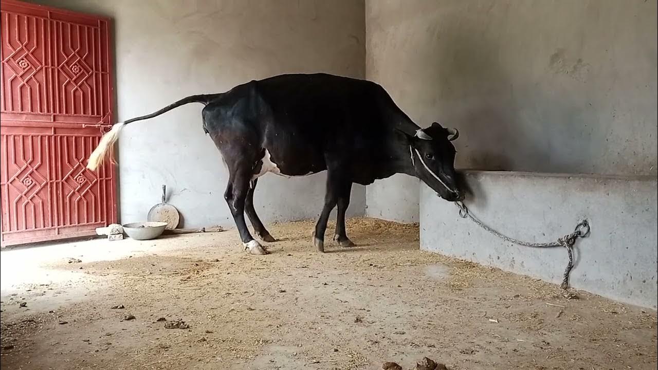 beautiful video 😍 cow giving birth to lovely female calf must watch - YouTube