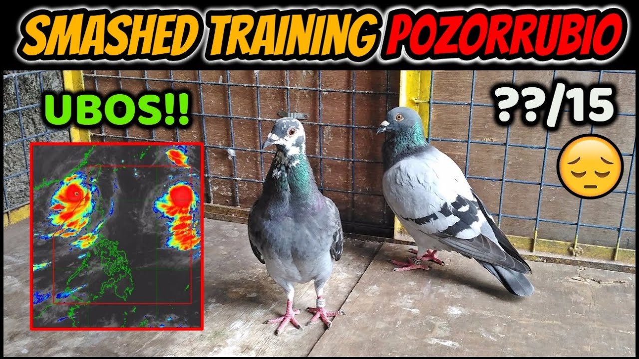 BBC SMASHED TRAINING POZORUBIO 132KM ARRIVAL - YouTube