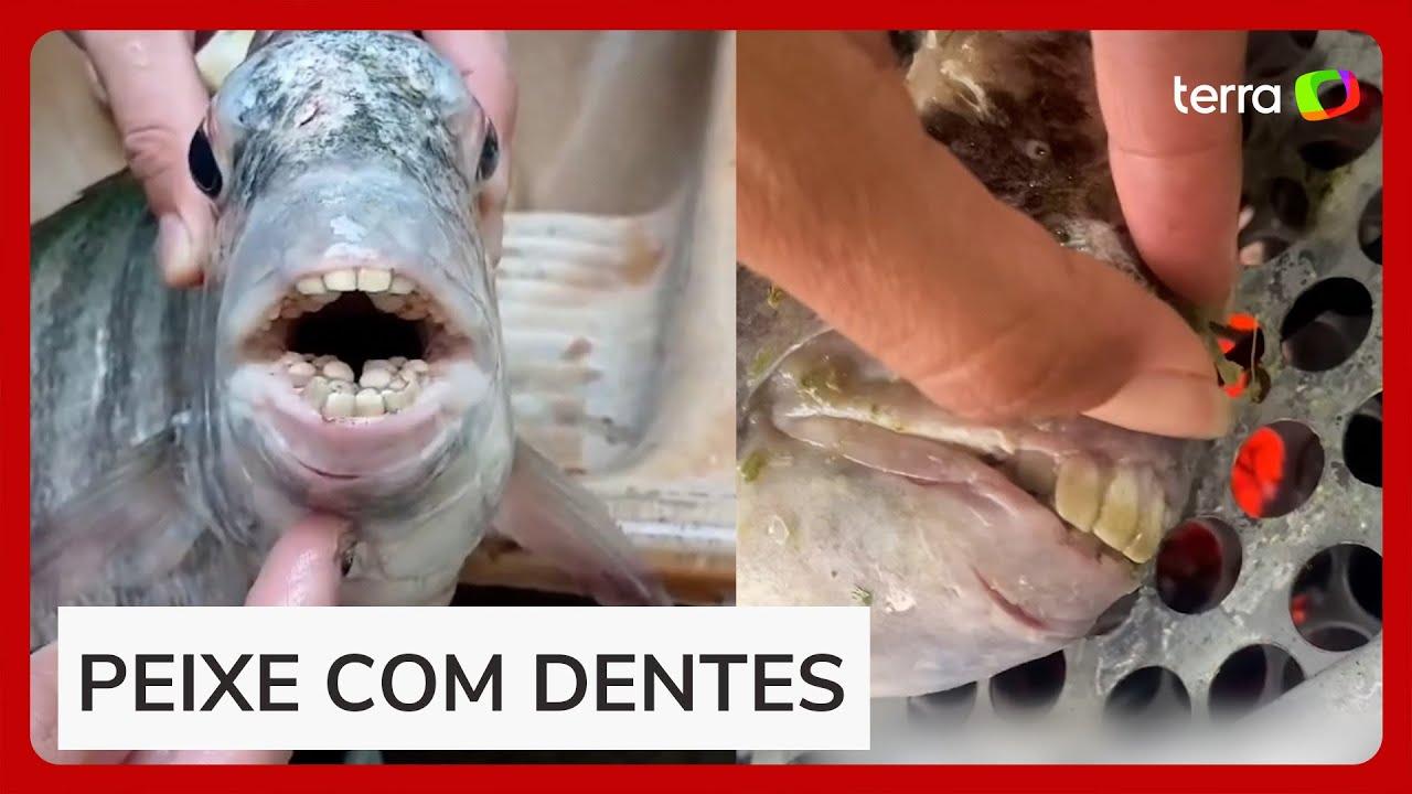 Peixe com dente similar ao humano viraliza após ser pescado no ES - YouTube