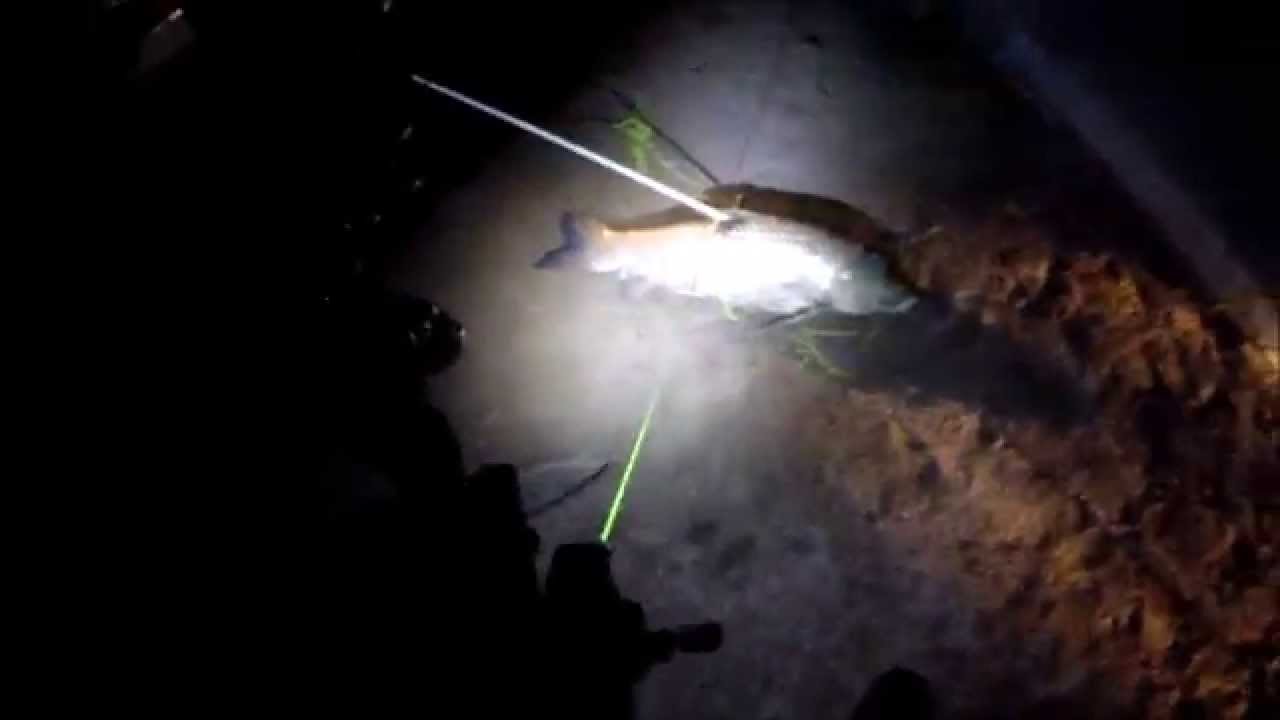 Youth Bow Fishing at Night for Grass Carp - YouTube