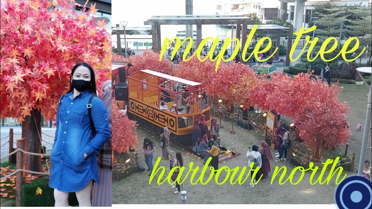 Maple tree,north harbour - YouTube