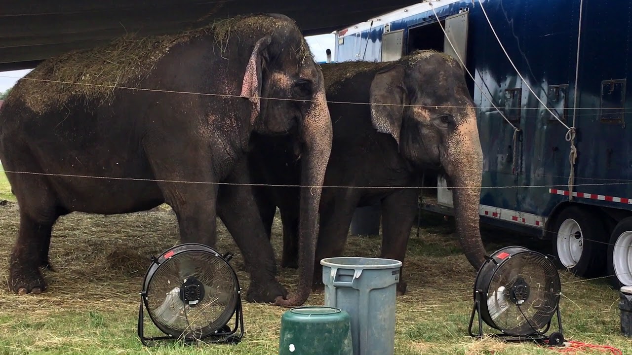 Peru Circus Festival - YouTube