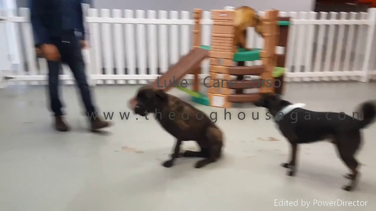 Luke - Cane Corso | The Dog House obedience training - YouTube