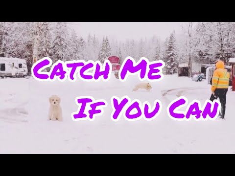 CATCH ME IF YOU CAN 🤣 Toy Poodle PASAWAY 😂 WELCOME 2023 🎉#dog # ...