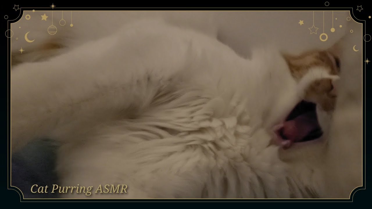 우리의 골골송 ASMR (Car Purring ASMR) - YouTube