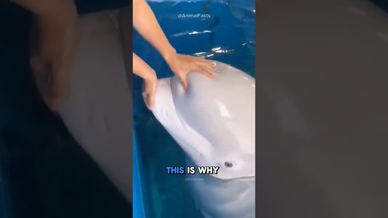 Beluga Whale’s Squishy Head - Did You Know? 🤔 - YouTube