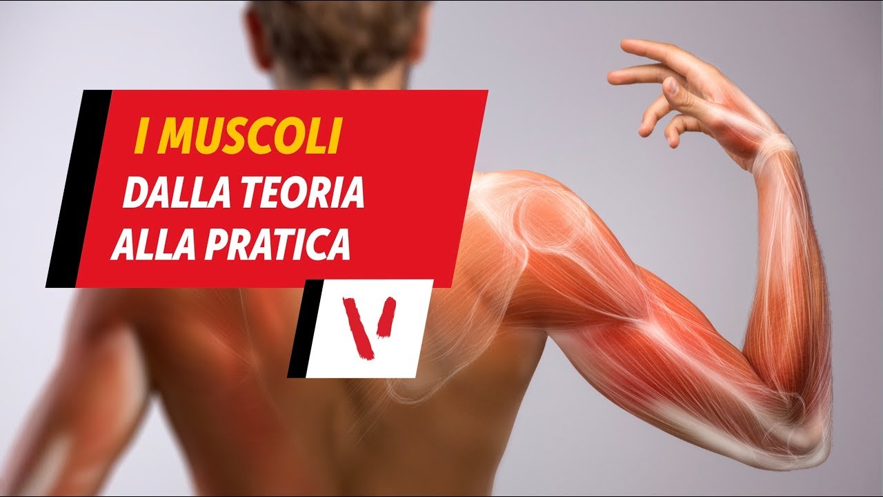 Muscoli, miocita e fibrocellule: dalla teoria alla pratica - YouTube