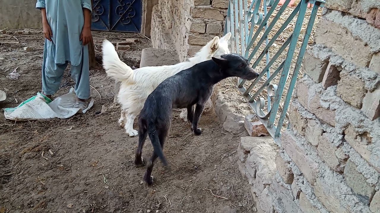 Amazing Rural Dogs Triple Meeting in Summer Season in village - YouTube
