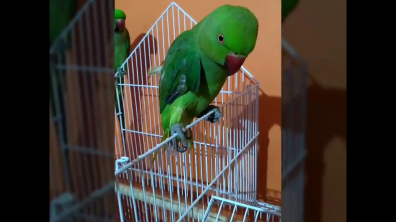 laughing and speaking parrot - YouTube