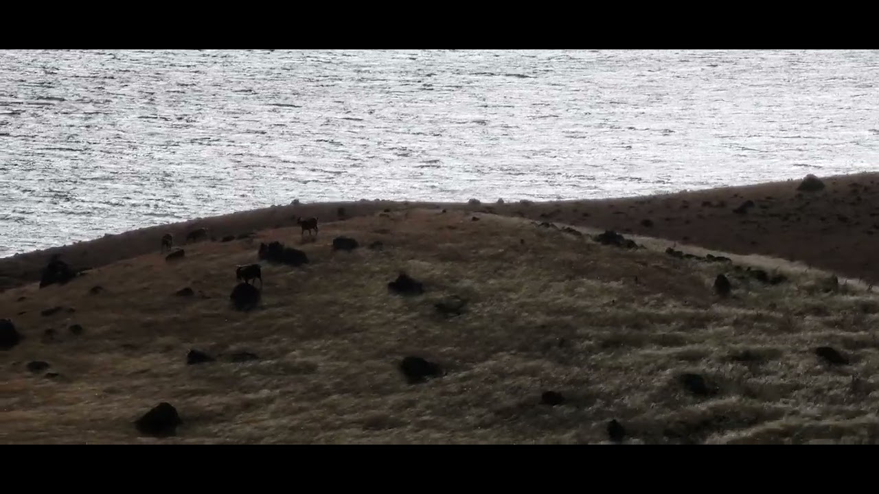 Maui 675 - Wild Coast Windy Goats I - YouTube