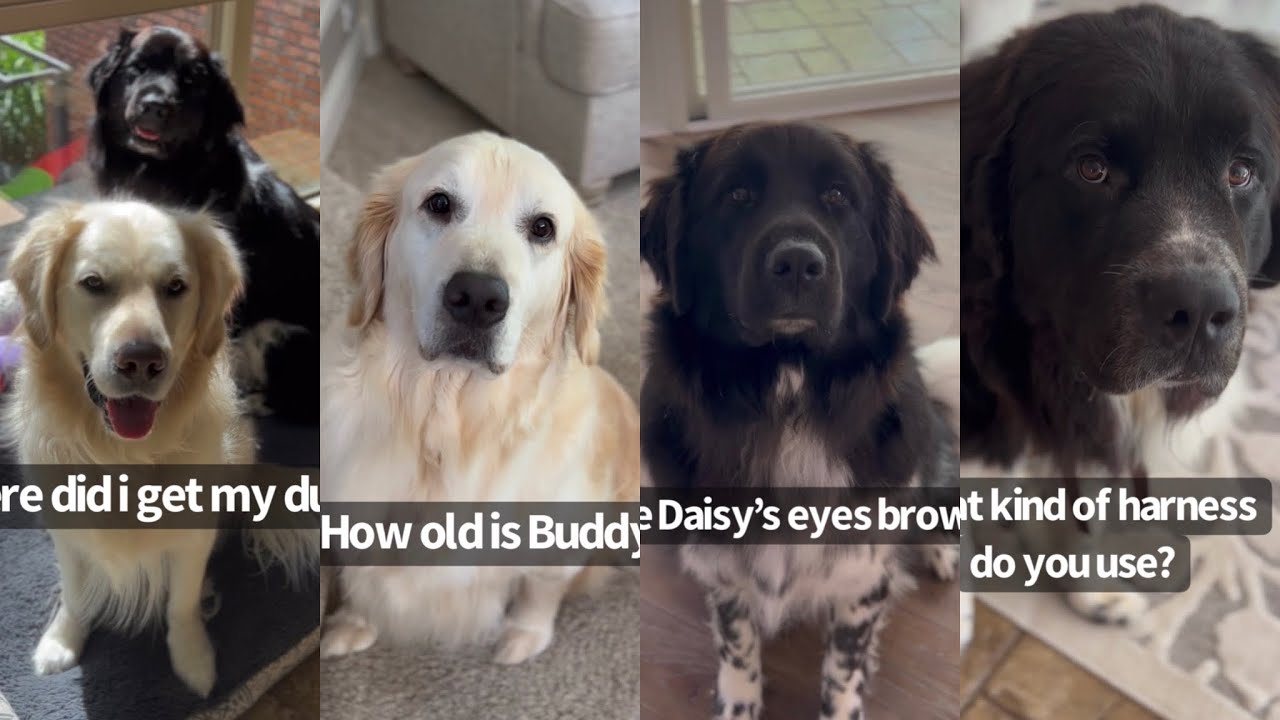 Dogs Answer Our Most Asked Questions - YouTube