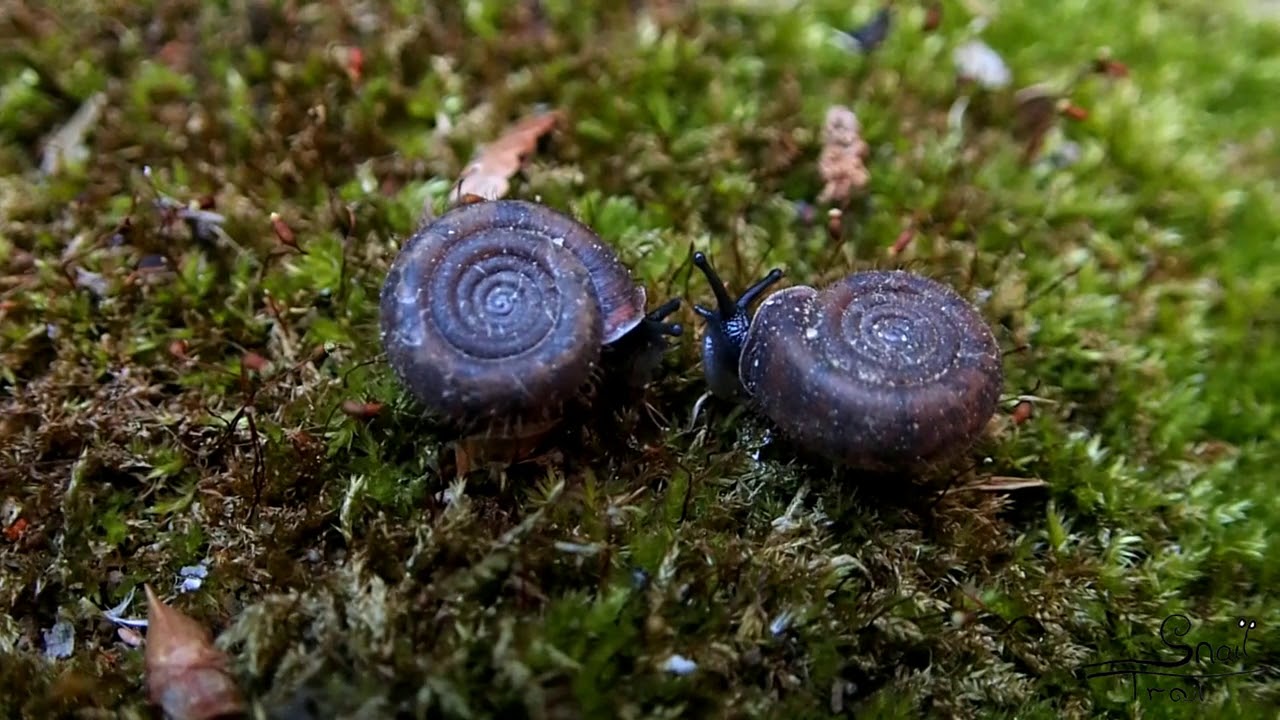 Helicidonta obvoluta - Cheese Snail - YouTube